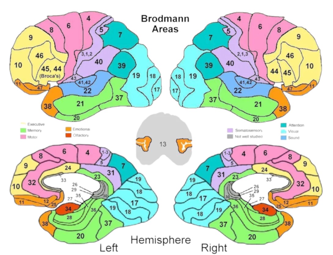 Brodmann Area Chart A4 - Pure Health Solutions